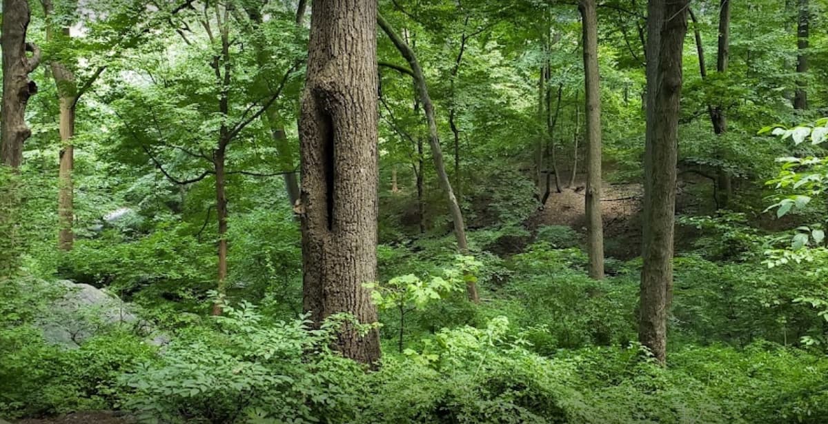 The Indian Caves of Inwood Hill Park - OurNYState.com